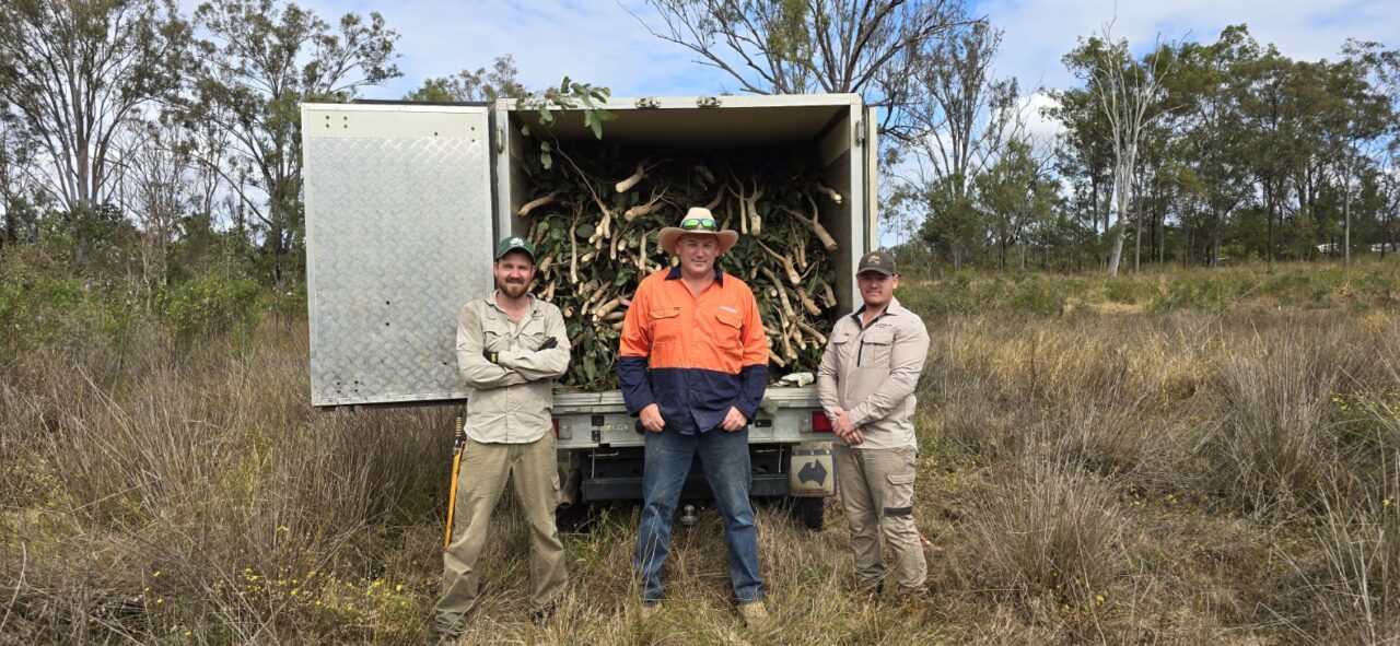 A Commitment to Koala Conservation | Park Lake Adare